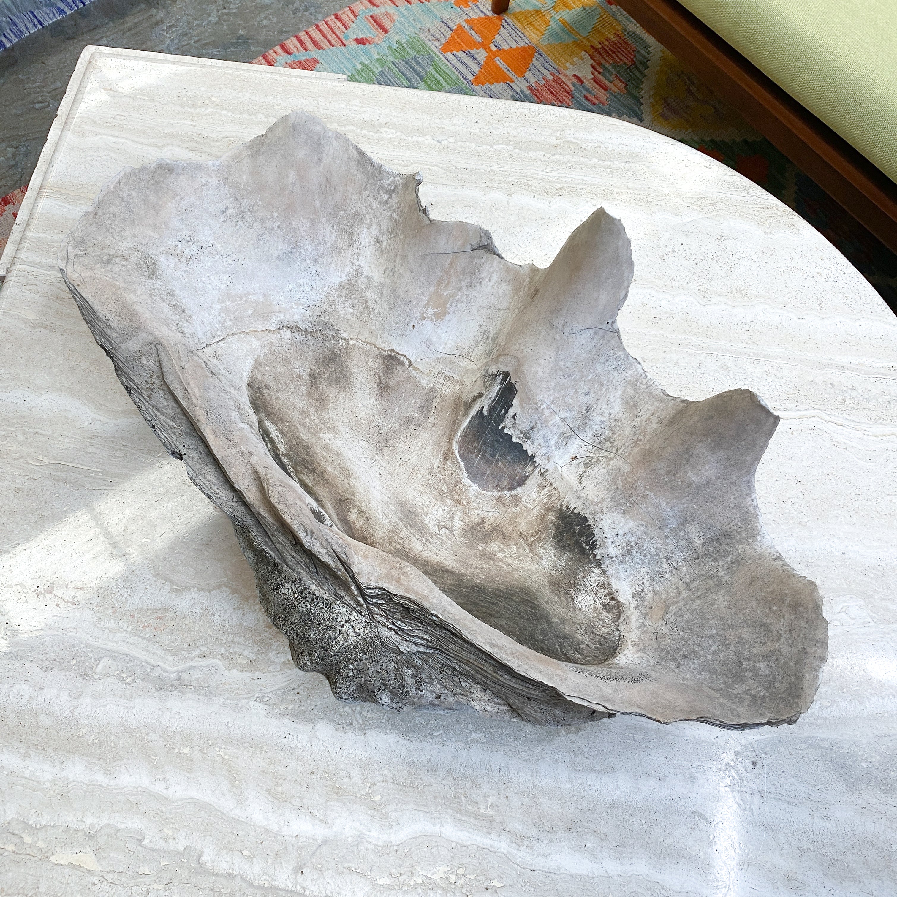 Vintage Large Natural Giant Clamshell 76cm Long– The Design Ark